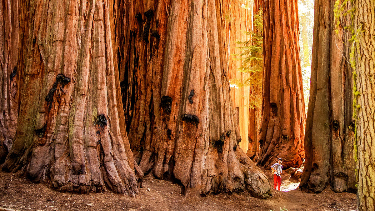 25 Best Things to See in Northern California in the Summer